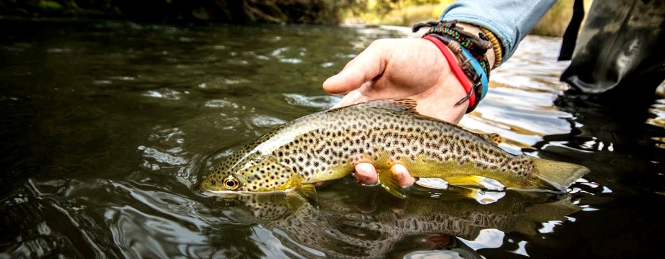 South African Fly Fishing Association